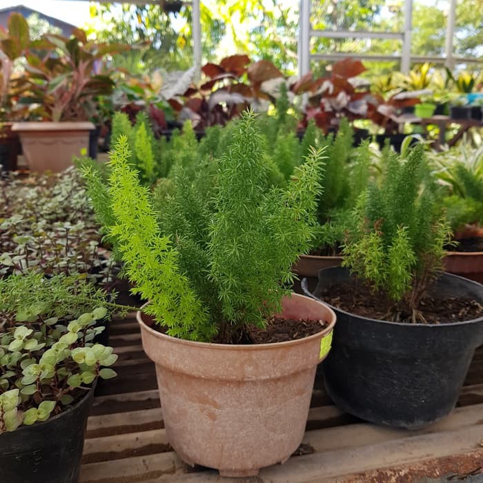 Jual Jual EKOR MUSANG K / Asparagus meyeri atau tanaman ekor tupai ...