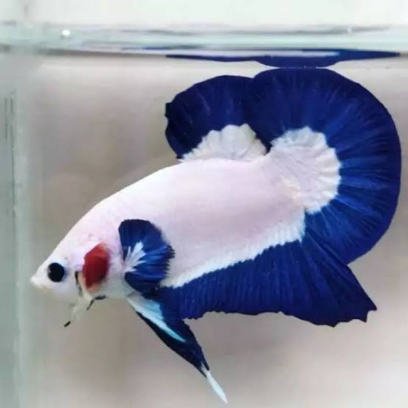 Jual IKAN CUPANG BLUE RIM LINE THAILAND - JANTAN | Shopee Indonesia