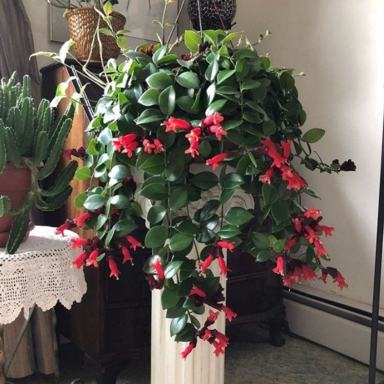 Jual ( BISA COD ) PROMO! Tanaman Hias Gantung Lipstik Bunga Merah ...
