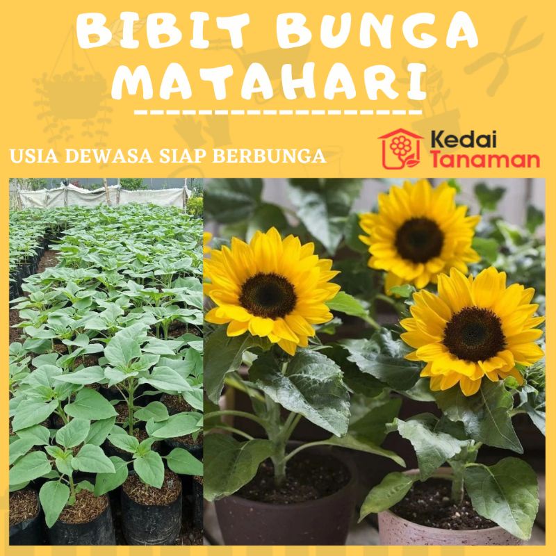 Jual Bunga MATAHARI SUNFLOWER - Bibit Tanaman Hidup Bunga Hias Matahari Siap Berbunga - Bibit ...