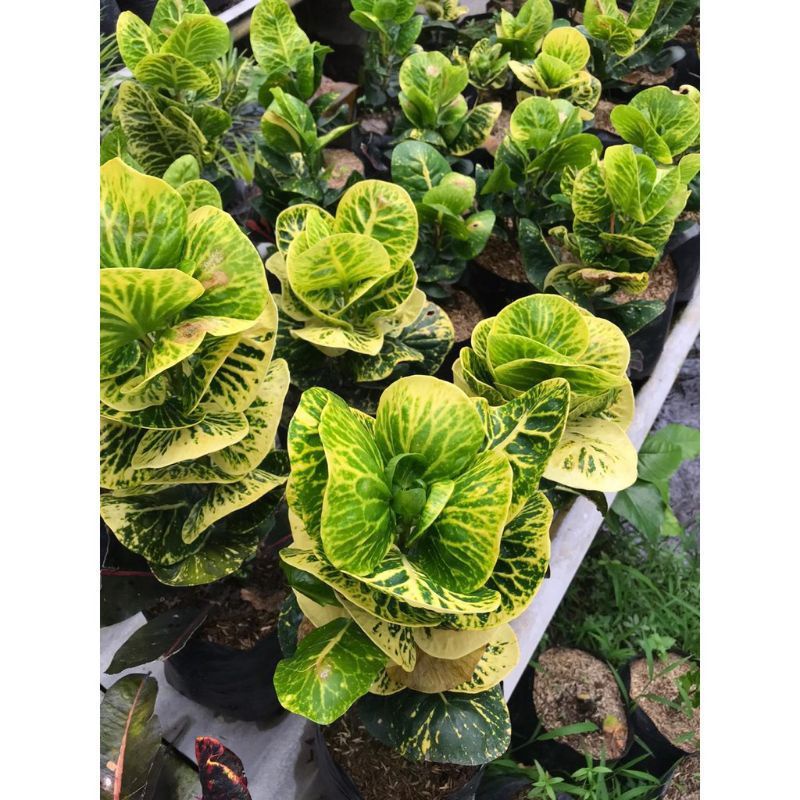 Jual Puring Apel Sritanjung Cantikandsehat Shopee Indonesia