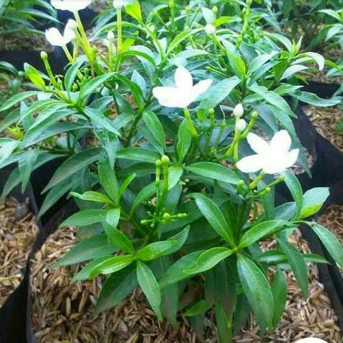 Jual tanaman hias rambosa mini - rembosa hijau - rembosa mini | Shopee ...