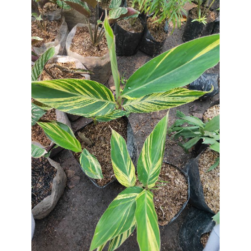 Jual Tanaman Hias Honje Kuning Honje Kuning Honje Gold Tanaman