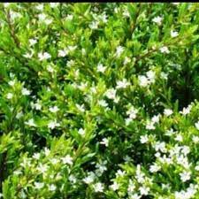Jual Tanaman Hias Taiwan Beauty Putih (Cuphea hyssopifolia) Berbunga ...