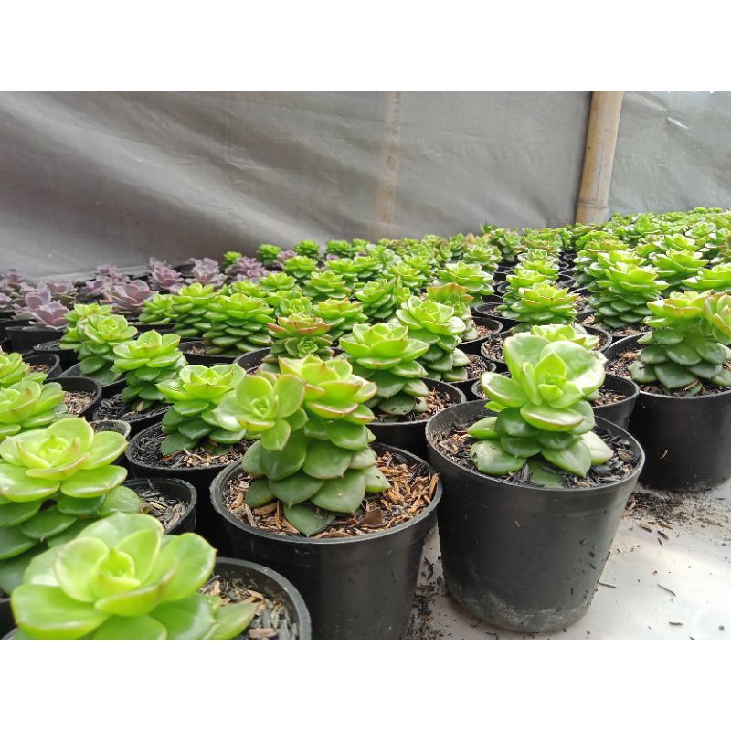 Jual Sekulen mini | Shopee Indonesia