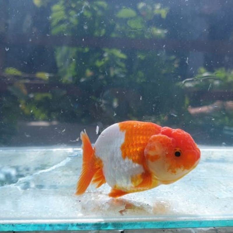 Jual Ikan mas koki Rancu ukuran 4-5cm | Shopee Indonesia