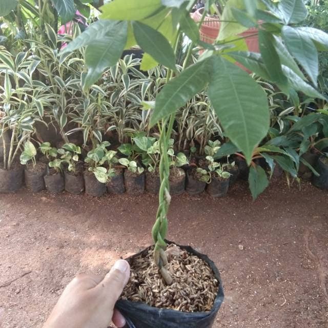Jual Tanaman Hias Pacira - Pachira Kepang 3 - Pohon Pacira | Shopee ...