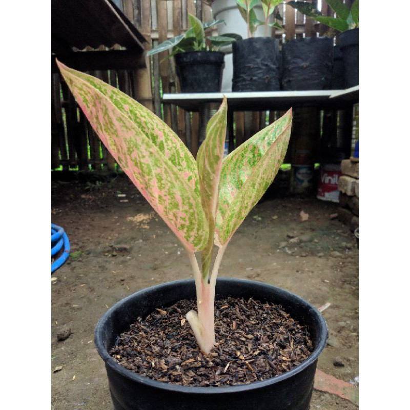 Jual Aglonema Legacy Mangkok | Shopee Indonesia Jual Aglonema Legacy Mangkok | Shopee Indonesia