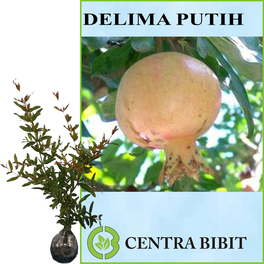 Jual Tanaman Buah Delima Putih ( Tinggi 40-60 cm ) | Shopee Indonesia