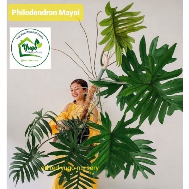 Jual Philodendron Mayoi Tanaman Hias Pilo mayoi Super Jumbo Daun 1Meter ...