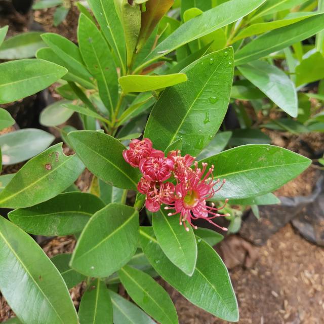 Jual Tanaman xantostemon bunga merah - red xantostemon - bunga ...