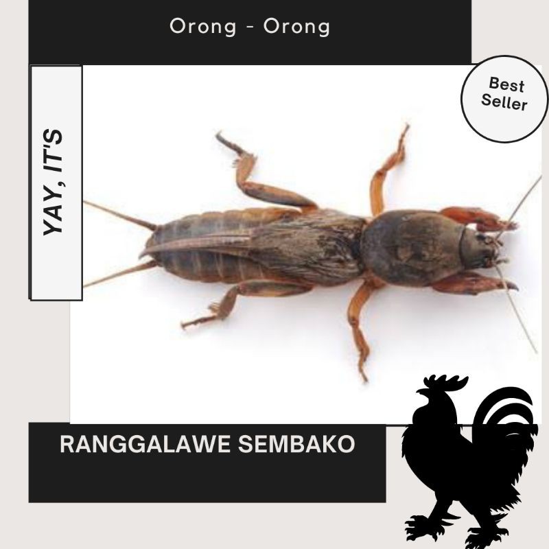 Jual Orong Orong Umpan pancing | Shopee Indonesia