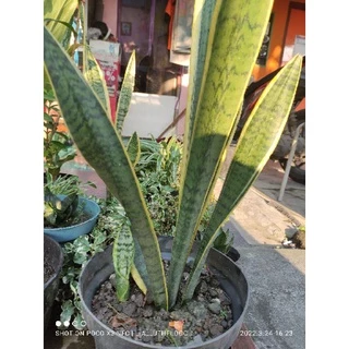 Jual Bunga Lidah Terlengkap & Harga Terbaru Mei 2024 | Shopee Indonesia