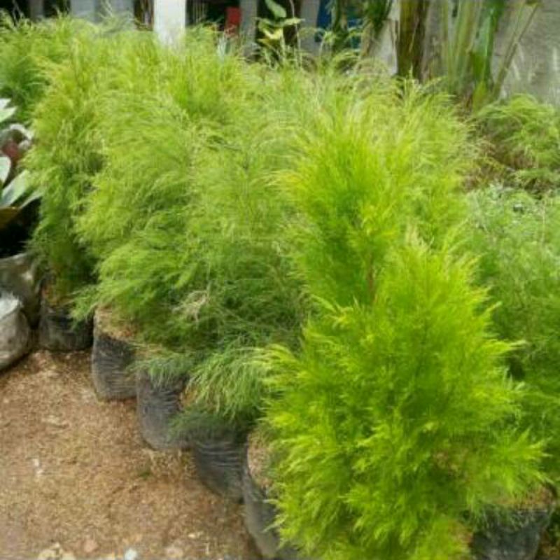 Jual Tanaman hias hidup - cemara balon - tanaman pelindung uk DEWASA ...