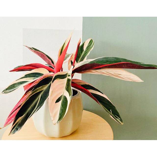 Jual Tanaman Hias Calathea Tri Colour | Shopee Indonesia