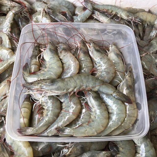 Jual Udang Murah 1/2 kg Pasar udang vannamei udang tiger udang pacet ...