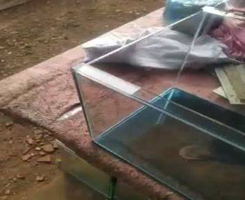 Jual aquarium 60x30x30 aquarium 60 x 30 x 30 aquarium kaca aquarium ...