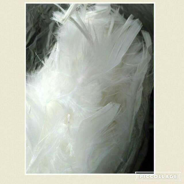 Jual Bulu angsa warna warni/ bulu angsa meteran | Shopee Indonesia
