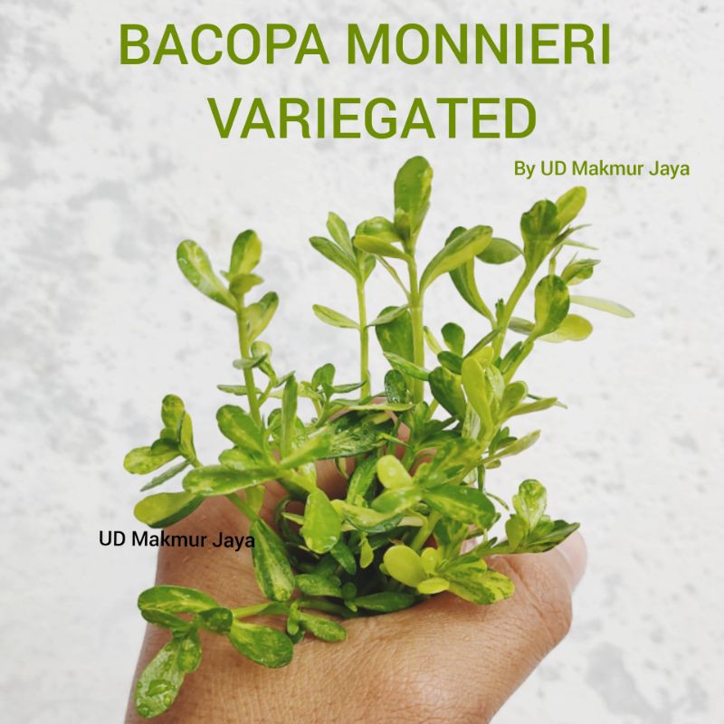Jual BACOPA MONNIERI VARIEGATED AQUARIC PLANT TANAMAN AQUASCAPE ...