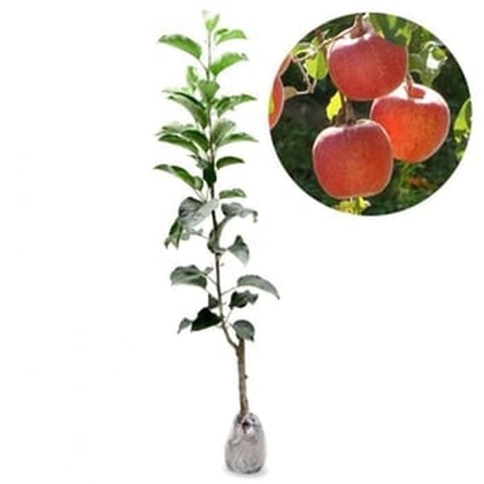 Jual Bibit Apel Ana /Anna -Tanaman Buah Hidup- | Shopee Indonesia