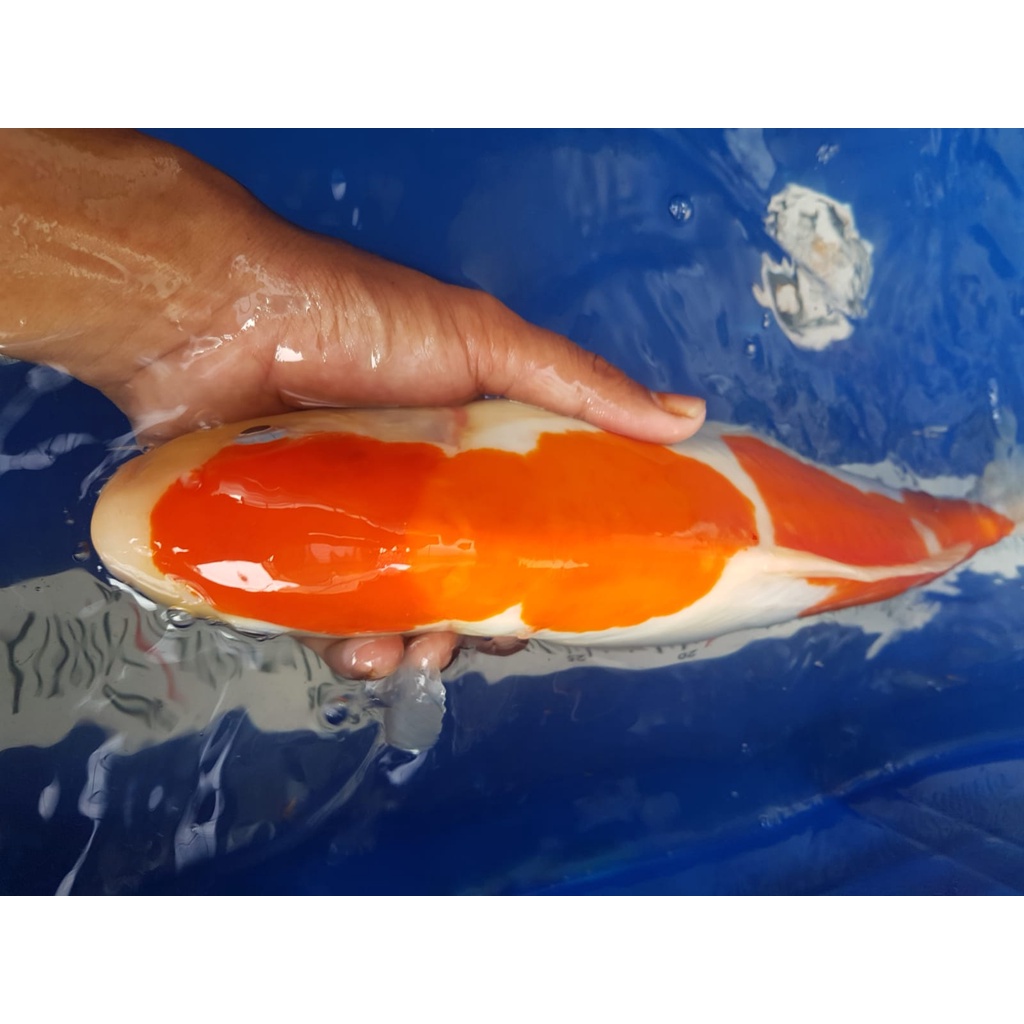 Jual KOHAKU 3 STEP 41CM | Shopee Indonesia