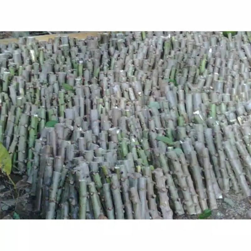 Jual bibit setek singkong mentega | Shopee Indonesia