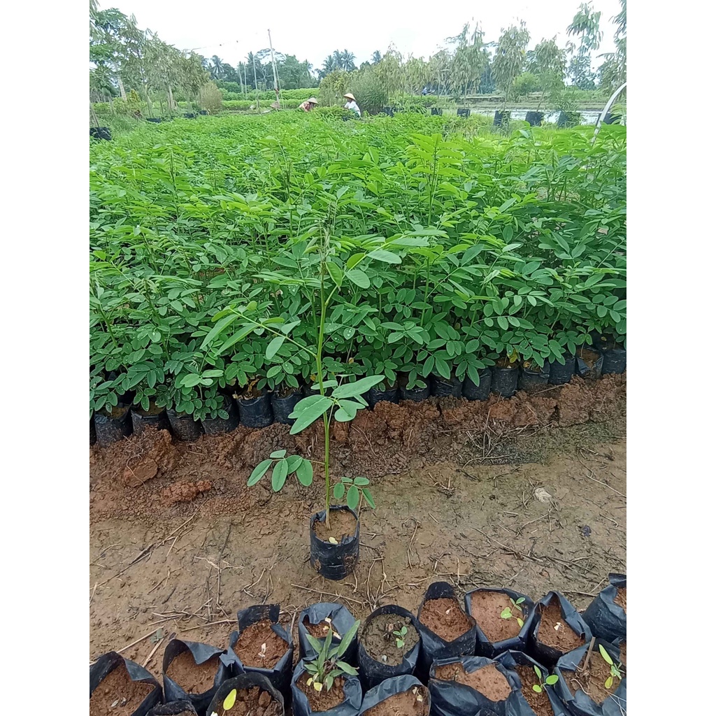 Jual BIBIT TANAMAN POHON INDIGOFERA PAKAN TERNAK | Shopee Indonesia