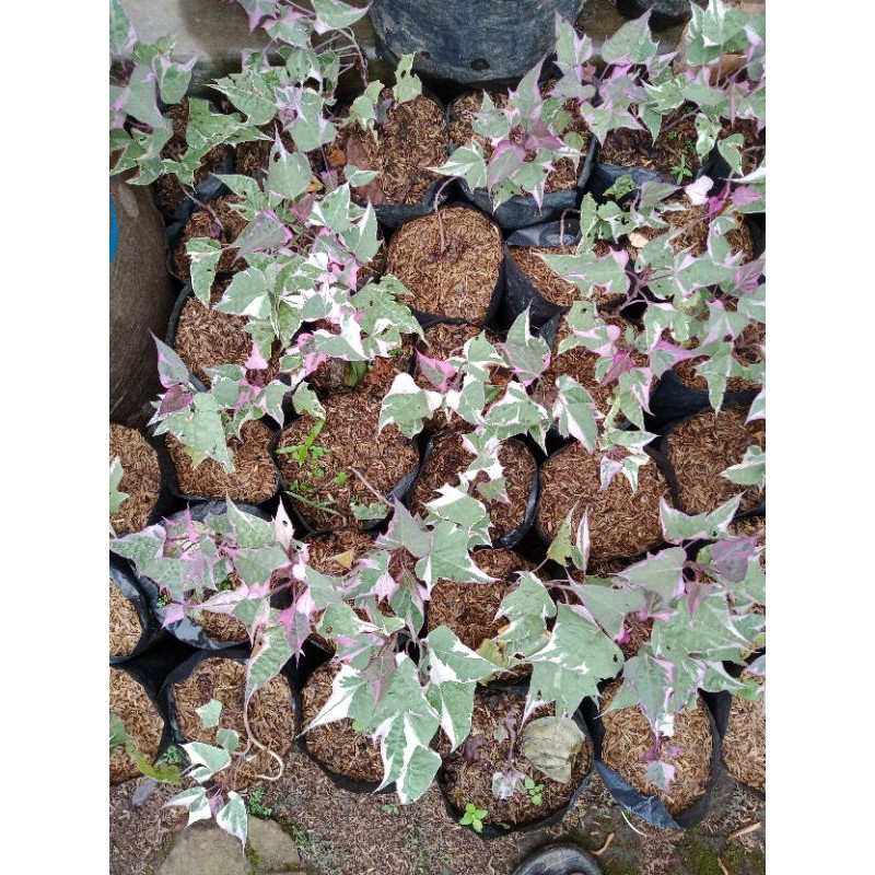 Jual tanaman hias ubi daun pink | Shopee Indonesia