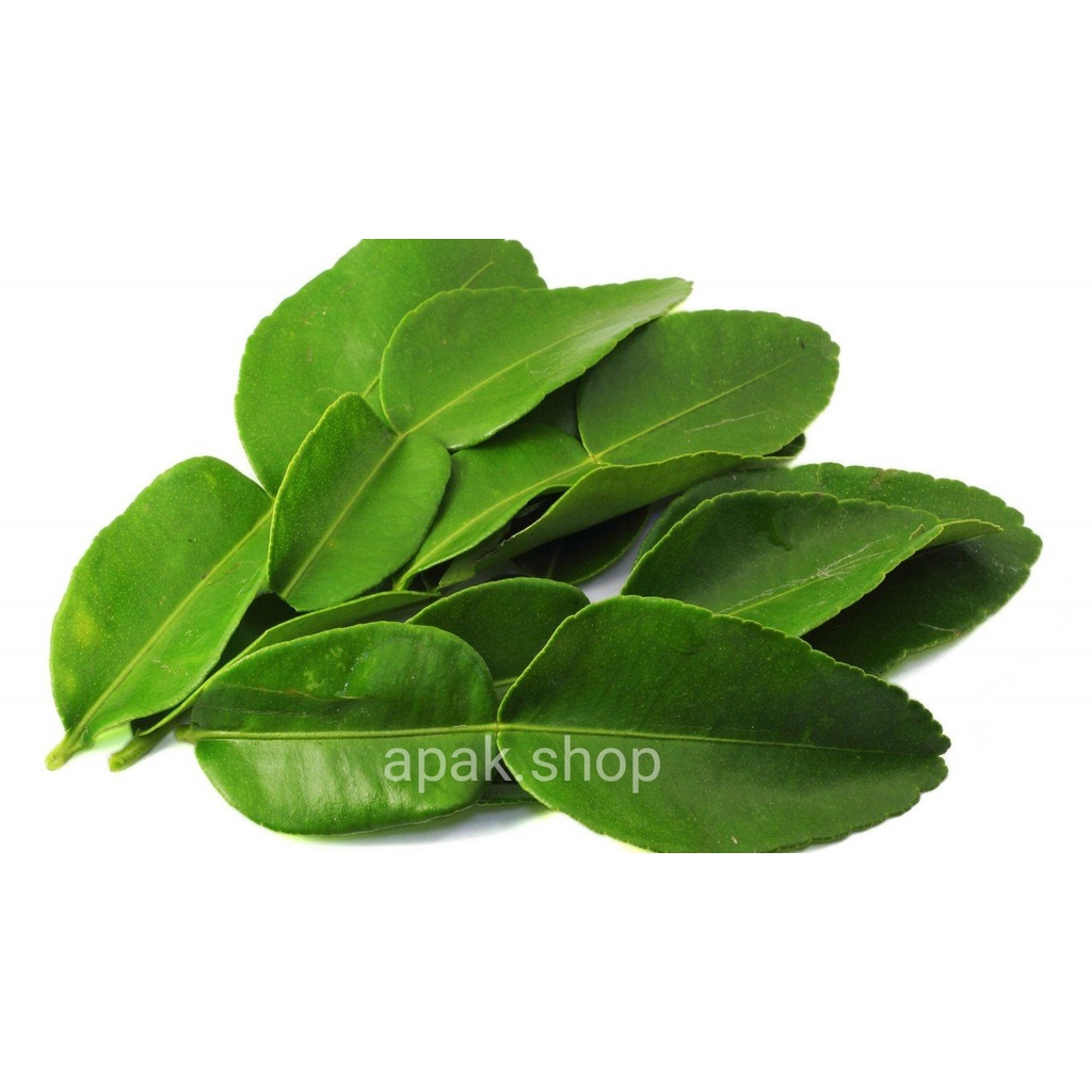 Jual Daun Jeruk 1 Pack | Shopee Indonesia