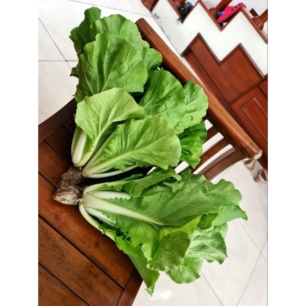 Jual benih sayur samhong isi 100 biji | Shopee Indonesia