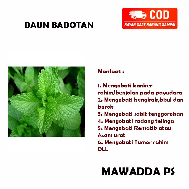 Jual Daun Herbal Bandotan Segar - Obat Herbal | Shopee Indonesia Jual Daun Herbal Bandotan Segar - Obat Herbal | Shopee Indonesia