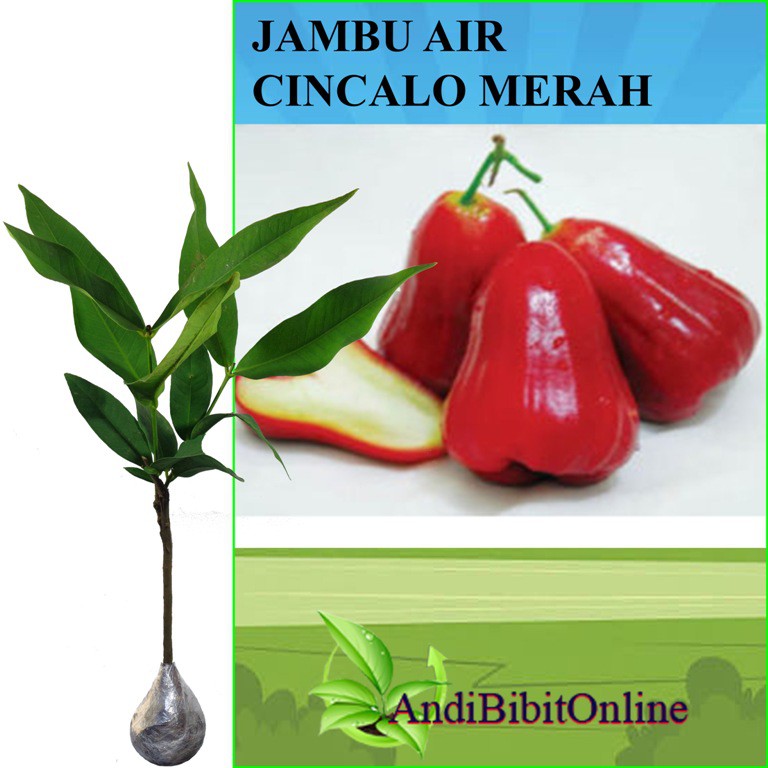 Jual Jambu Air Cincalo Merah - Bibit Tanaman Jambu Air Cincalo | Shopee ...