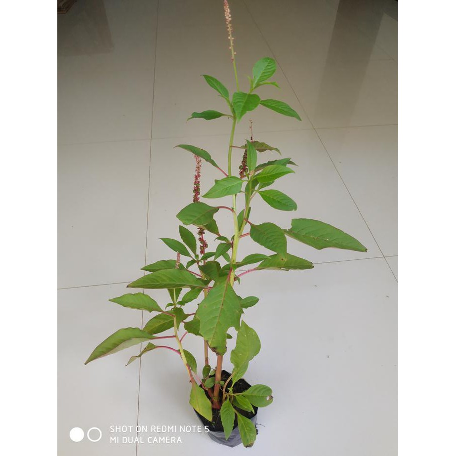 Jual Cll Ginseng Merah Korea | Bibit Tanaman Ginseng Merah Korea ...