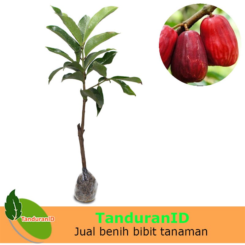 Jual Tanaman Buah Jambu Bol Jamaika | Shopee Indonesia
