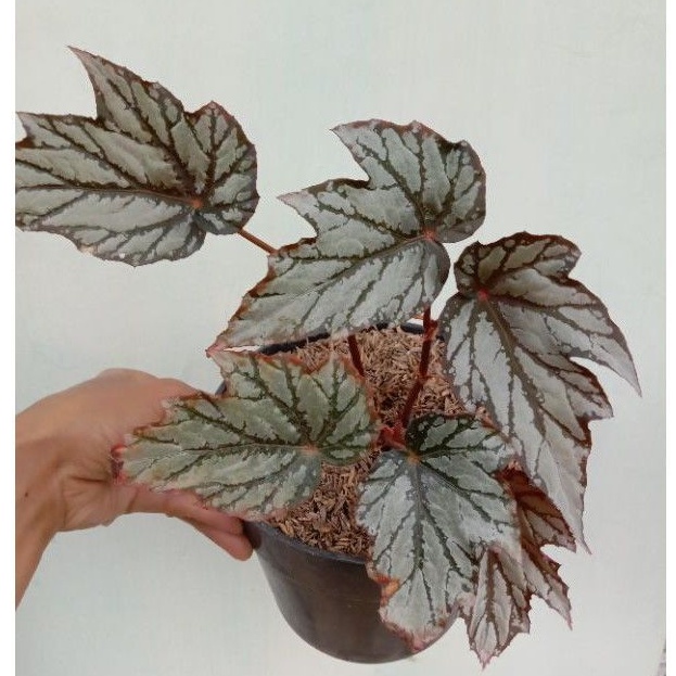 Jual tanaman hias begonia silver angel wings | Shopee Indonesia