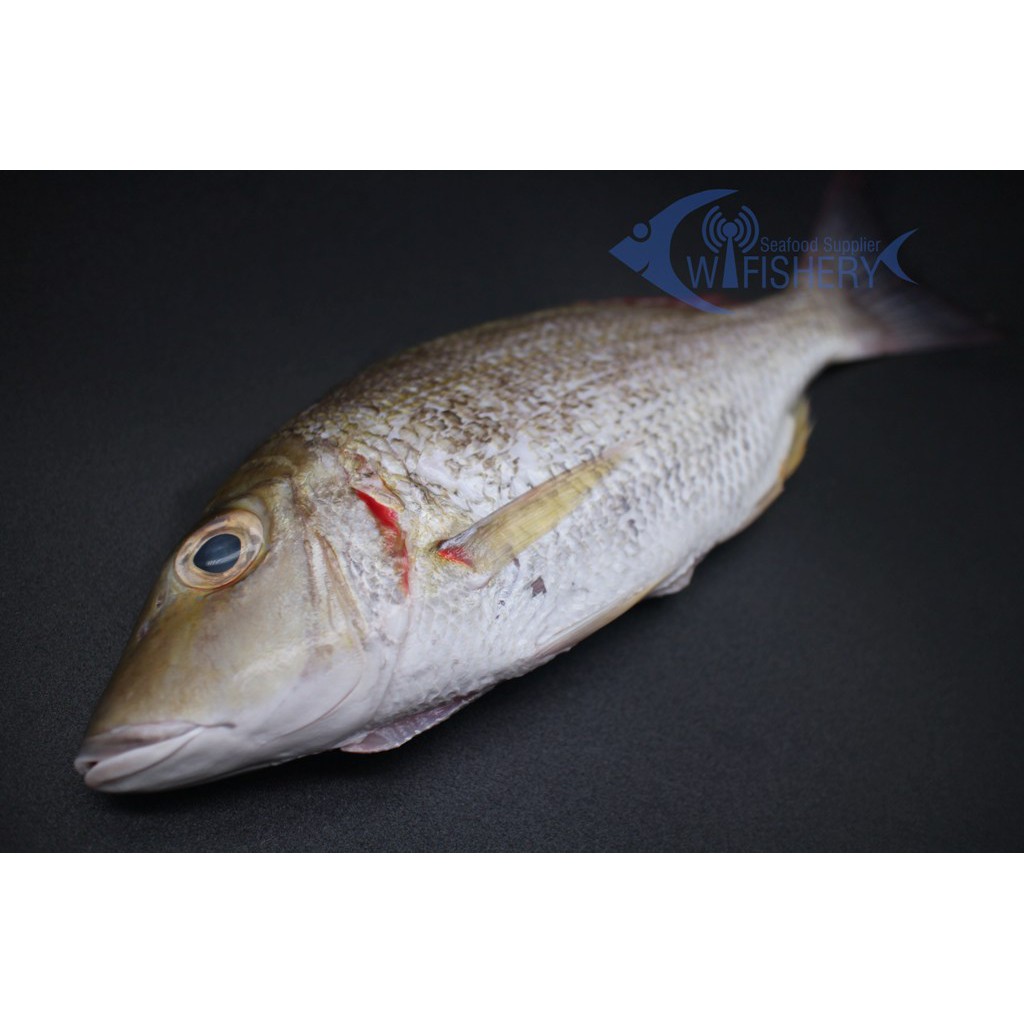 Jual Ikan Jangki Utuh Bersih - Emperor Snapper WGGS | Shopee Indonesia
