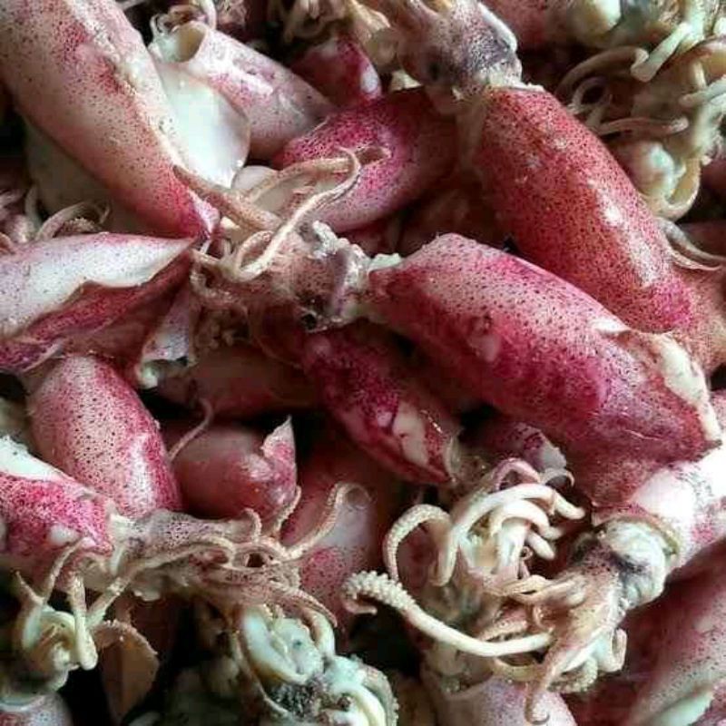 Jual cumi cumi kering segar 1kg | Shopee Indonesia