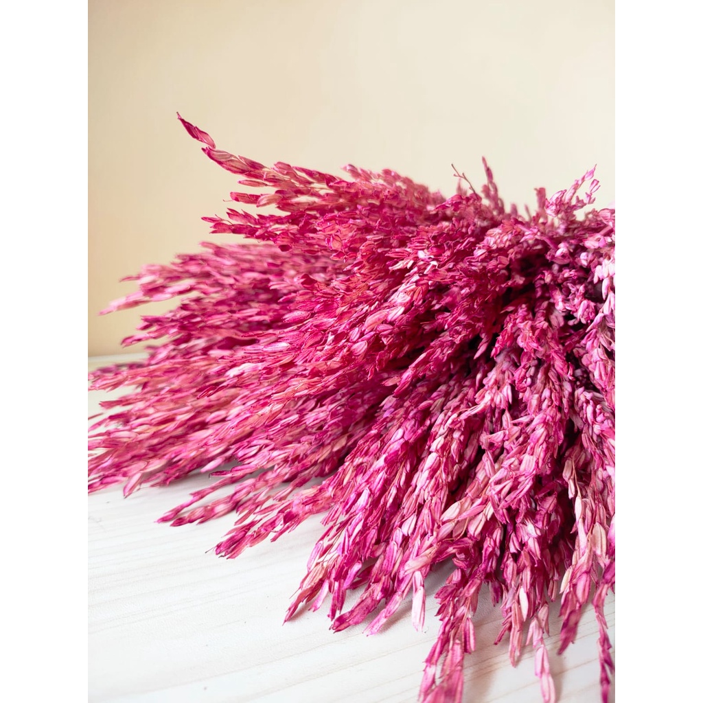 Jual FG-10 Tangkai Padi Kering Warna Pink- Hiasan Buket Bunga Kering ...