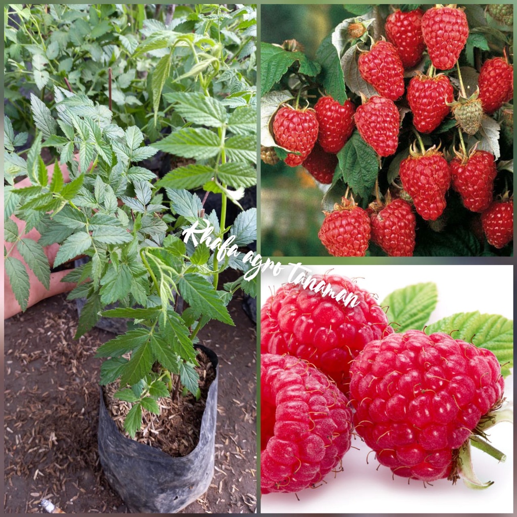 Jual Bibit raspberry super bagus harga termurah kualitas unggul hasil ...