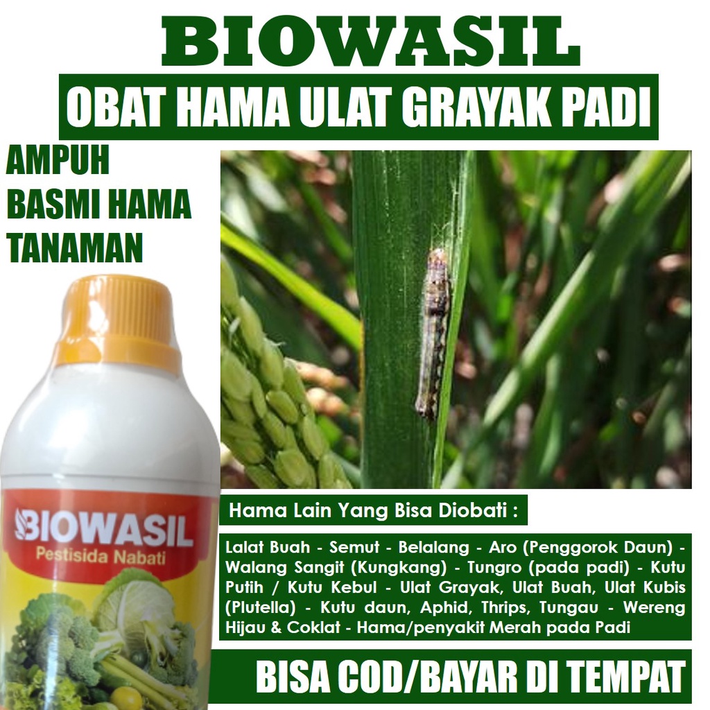 Jual BIOWASIL 500ml Obat Hama Pembasmi Ulat Grayak Padi Pada Semua Tanaman - Obat Hama Ulat ...