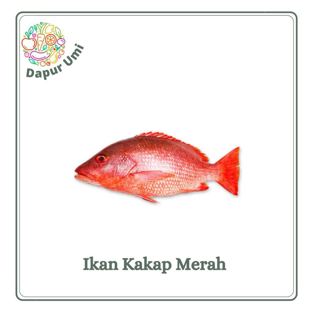 Jual IKAN KAKAP MERAH - IKAN SEGAR PURWAKARTA | Shopee Indonesia