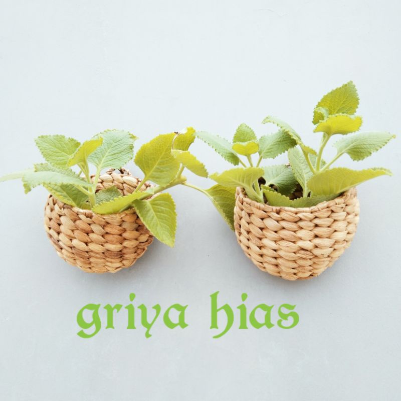 Jual cover pot tanaman bunga gantung dinding mini anyaman eceng gondok ...