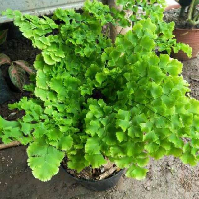 Jual Tanaman hias suplir asli - daun rimbun | Shopee Indonesia