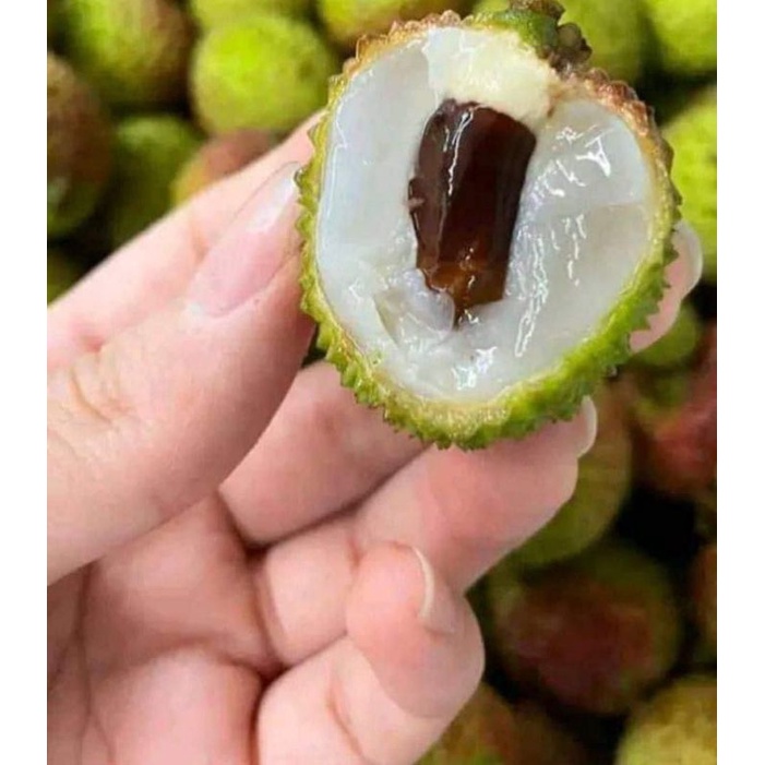 Jual BUAH LECHY|BUAH LECI MURAH!buah leci bandung|buah lechy hijau|buah ...