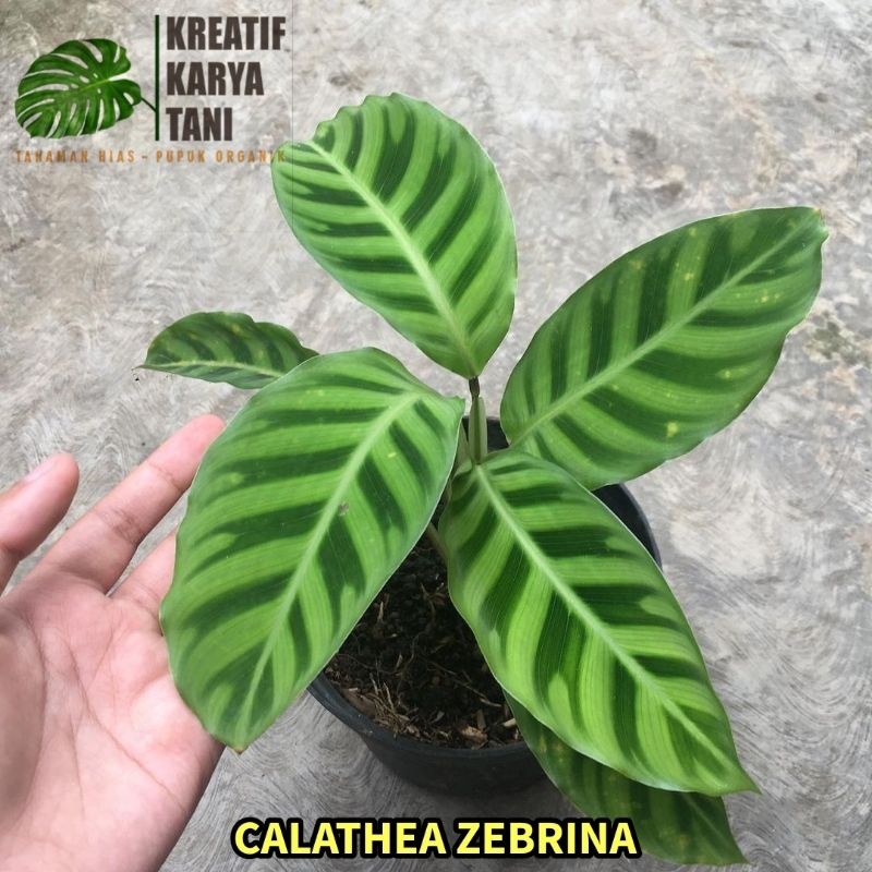 Jual Macam macam tanaman hias calathea - Calatea - Kalatea | Shopee ...