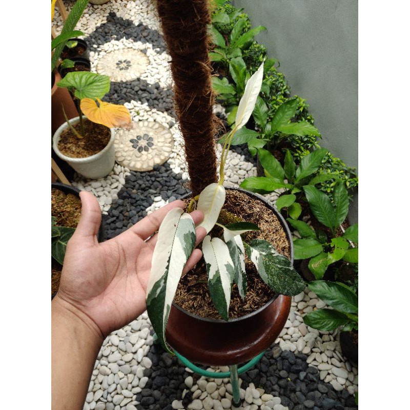 Jual epipremnum pinatum variegata (pesanan om Abdi Gunawan) | Shopee ...