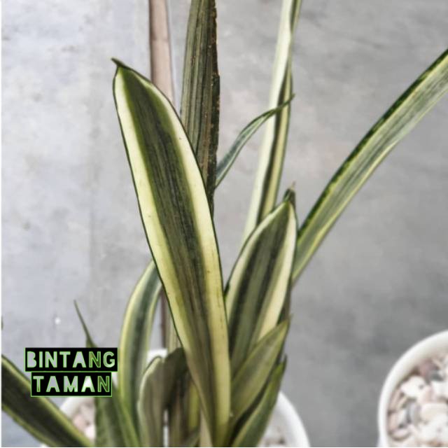 Jual Tanaman Hias Sansivera Trifasciata Bantles Sensation - Sansivera ...