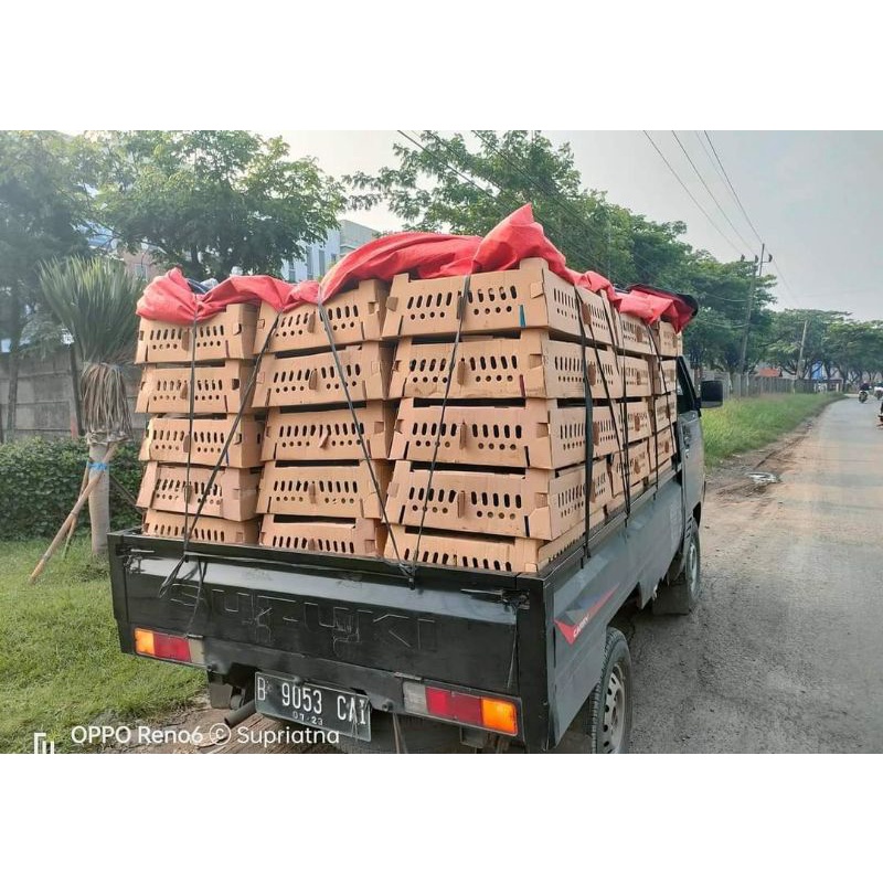 Jual pakan ayam doc Harga Terbaik & Termurah Juni 2026 | Shopee Indonesia