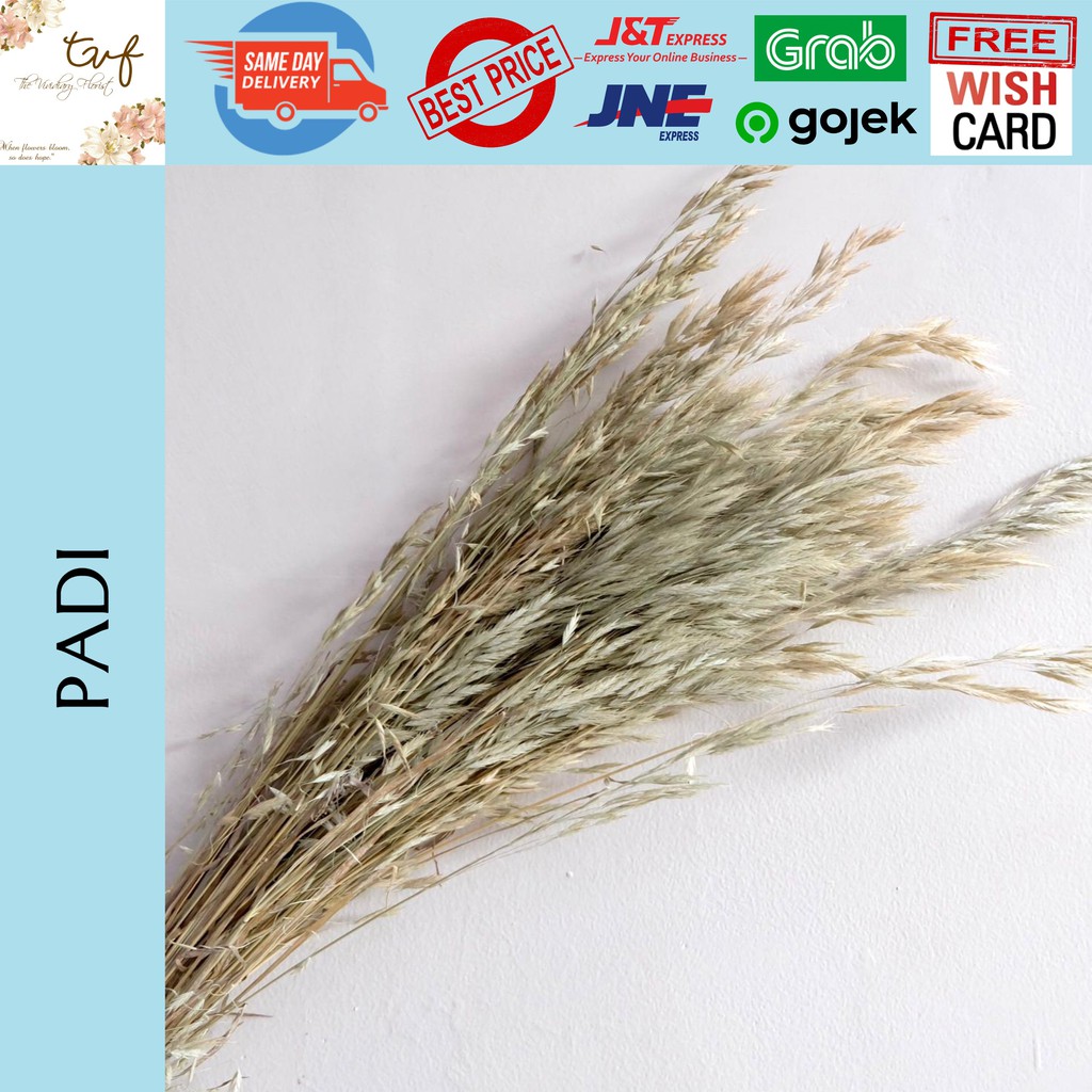 Jual Padi Bunga Kering Padi padian Dekorasi Rumah Aesthetic | Shopee ...