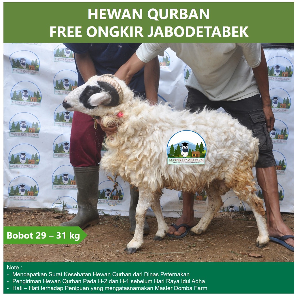 Jual Hewan Qurban Domba / Kambing kurban Bobot 30 kg | Shopee Indonesia